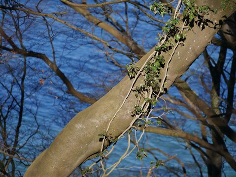 Efeuranken Bilder – Durchsuchen 3,980 Archivfotos, Vektorgrafiken und ...