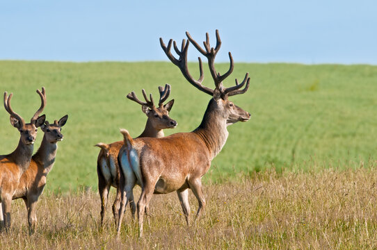 รูปภาพUngulate – เลือกดูภาพถ่ายสต็อก เวกเตอร์ และวิดีโอ201,432 | Adobe ...