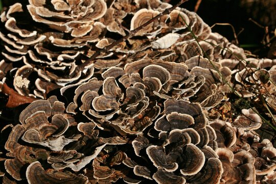 Huba Images – Browse 580 Stock Photos, Vectors, and Video | Adobe Stock