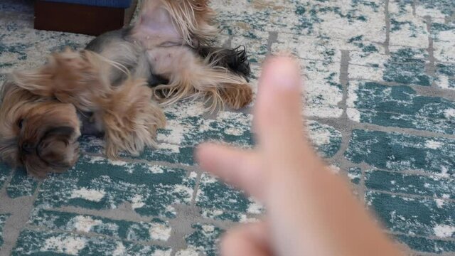 Dog Doing Tricks Images – Browse 819 Stock Photos, Vectors, and Video ...