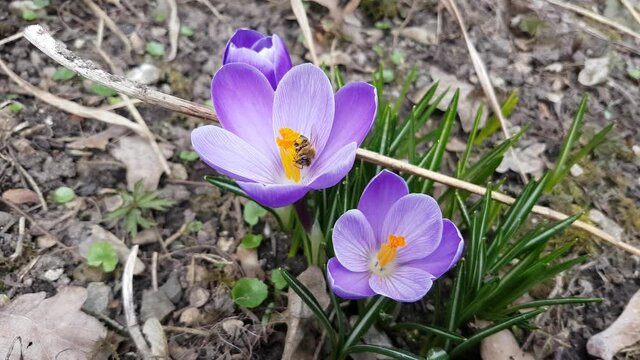 Crocus Video Footage – Browse 5,836 HD Stock Video and Footage | Adobe ...