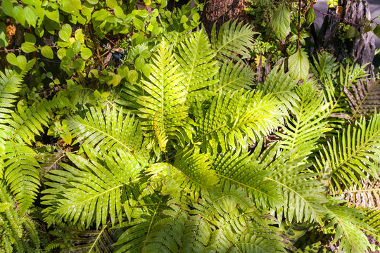 Filicales bilder – Bläddra bland 1,715 stockfoton, vektorer och videor ...