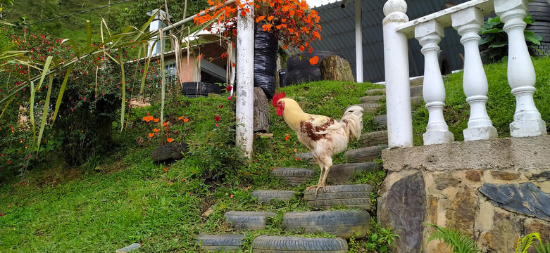 Riesenhuhn Bilder – Durchsuchen 1,662 Archivfotos, Vektorgrafiken und ...