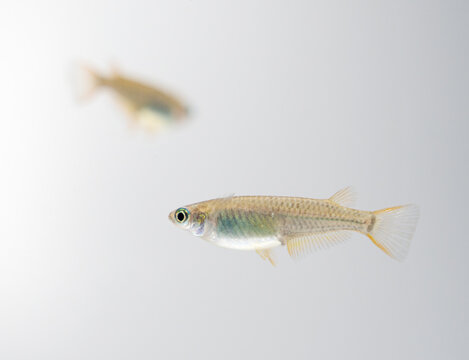 รูปภาพKillifish – เลือกดูภาพถ่ายสต็อก เวกเตอร์ และวิดีโอ3,760 | Adobe Stock