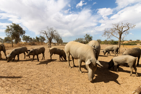 "Black Pigs" Images – Browse 529 Stock Photos, Vectors, and Video ...