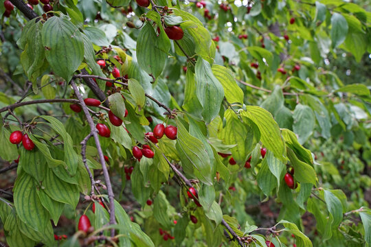 Dogberry-Tree-Bilder: Stock-Fotos & -Videos. | Adobe Stock