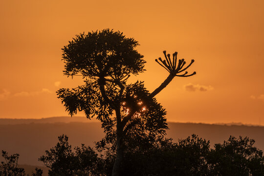 Sunrise In African Bush Images – Browse 9,103 Stock Photos, Vectors ...