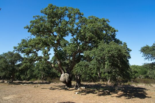 Goni Images – Browse 270 Stock Photos, Vectors, and Video | Adobe Stock