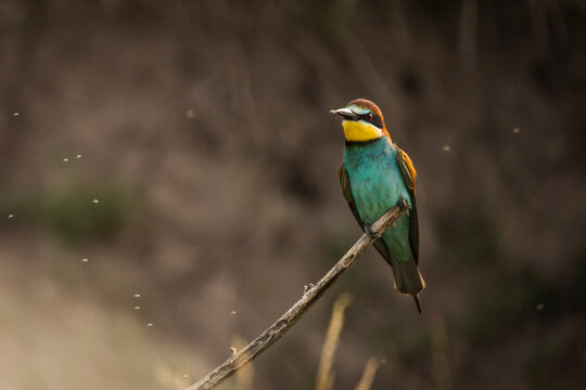 Doph Images – Browse 32 Stock Photos, Vectors, and Video | Adobe Stock