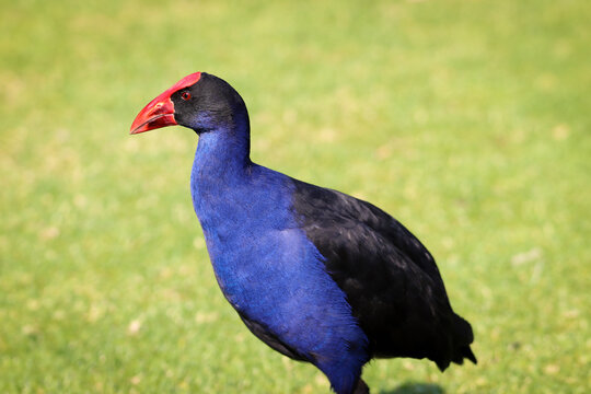 「Pukeko」の写真素材 | 1,464件の無料イラスト画像 | Adobe Stock