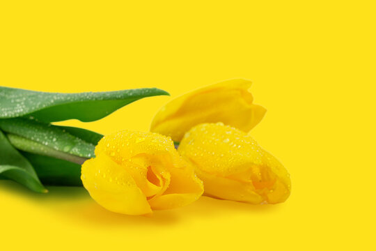 "Yellow Backgrounds" Images – Browse 1,121 Stock Photos, Vectors, and ...