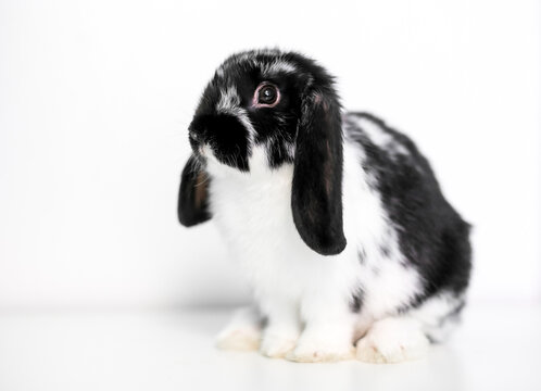 Black French Lop
