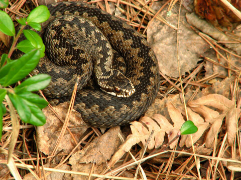 รูปภาพAdder – เลือกดูภาพถ่ายสต็อก เวกเตอร์ และวิดีโอ14,544 | Adobe Stock