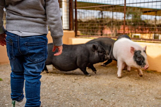 "Black Pigs" Bilder – Durchsuchen 547 Archivfotos, Vektorgrafiken und ...