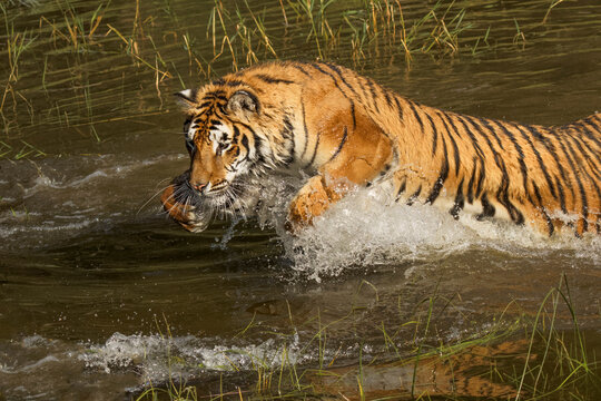 "Tiger Hunting" Images – Parcourir 219 le catalogue de photos, vecteurs ...