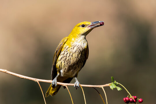 Pirol Bilder – Durchsuchen 1,020 Archivfotos, Vektorgrafiken und Videos ...