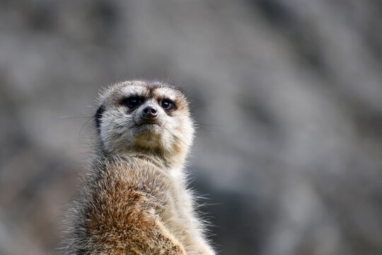 รูปภาพChariness – เลือกดูภาพถ่ายสต็อก เวกเตอร์ และวิดีโอ1,863 | Adobe Stock