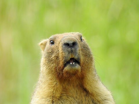 รูปภาพBobak – เลือกดูภาพถ่ายสต็อก เวกเตอร์ และวิดีโอ586 | Adobe Stock
