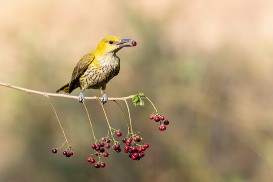 Pirol Bilder – Durchsuchen 1,020 Archivfotos, Vektorgrafiken und Videos ...