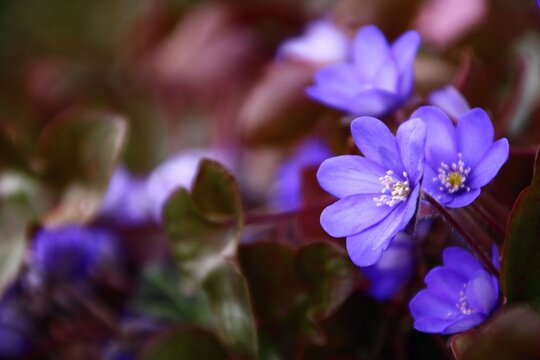 Leberblume bilder – Bläddra bland 88 stockfoton, vektorer och videor ...
