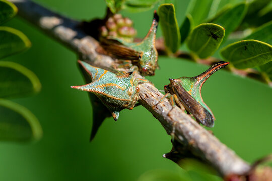รูปภาพTreehoppers – เลือกดูภาพถ่ายสต็อก เวกเตอร์ และวิดีโอ1,151 | Adobe ...