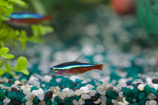 Neonfisch 이미지 – 찾아보기 41 스톡 사진, 벡터 및 비디오 | Adobe Stock