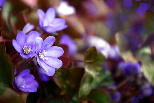 รูปภาพLeberblume – เลือกดูภาพถ่ายสต็อก เวกเตอร์ และวิดีโอ99 | Adobe Stock