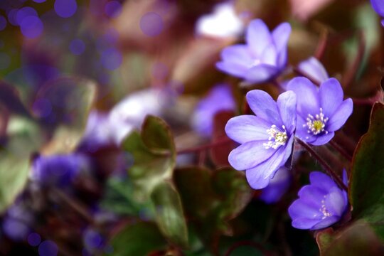 รูปภาพLeberblume – เลือกดูภาพถ่ายสต็อก เวกเตอร์ และวิดีโอ99 | Adobe Stock