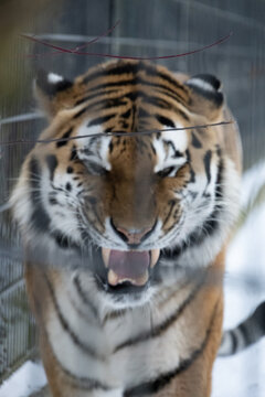 Tieger Bilder – Durchsuchen 507 Archivfotos, Vektorgrafiken und Videos ...