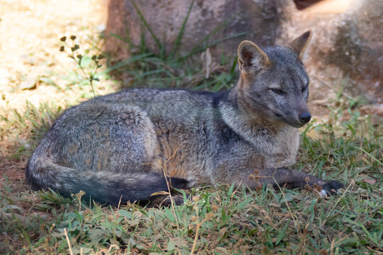 What Eats A Bush Dog