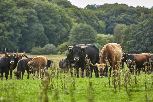 Auerrind-Bilder: Stock-Fotos & -Videos. | Adobe Stock