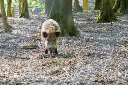 Huntable Images – Browse 971 Stock Photos, Vectors, and Video | Adobe Stock