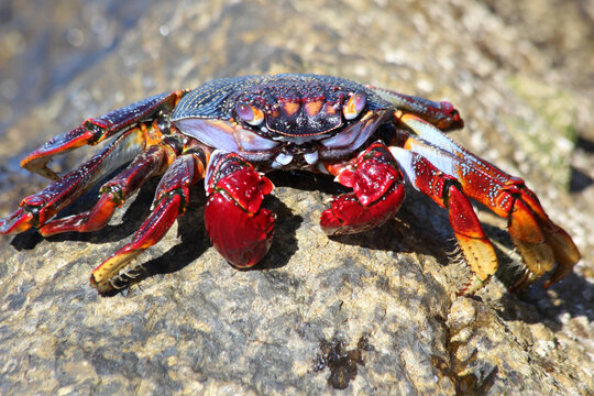 รูปภาพKrebstier – เลือกดูภาพถ่ายสต็อก เวกเตอร์ และวิดีโอ2,869 | Adobe Stock