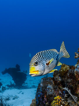 รูปภาพPutzerfisch – เลือกดูภาพถ่ายสต็อก เวกเตอร์ และวิดีโอ78 | Adobe Stock