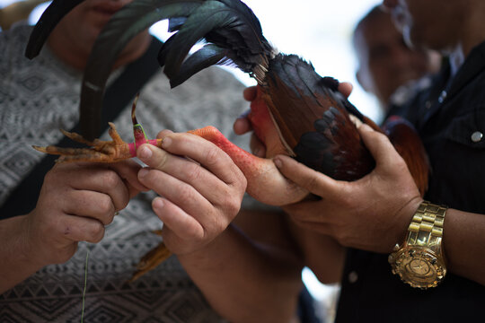 "Rooster Fight" Bilder – Durchsuchen 14,520 Archivfotos, Vektorgrafiken ...
