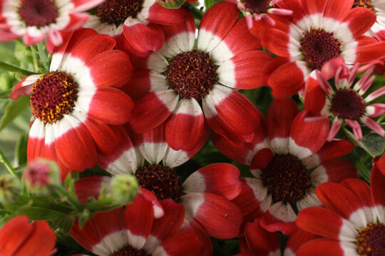 Cineraria Bilder – Durchsuchen 3,475 Archivfotos, Vektorgrafiken und ...