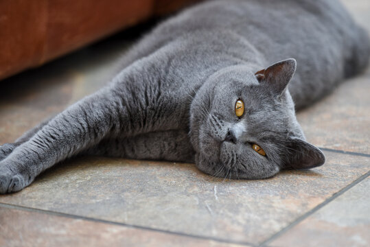 รูปภาพ"Lazy Cat" – เลือกดูภาพถ่ายสต็อก เวกเตอร์ และวิดีโอ1,121 | Adobe ...