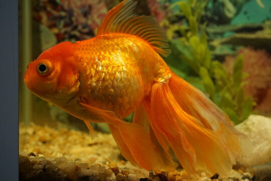 Kingyo Images – Browse 73 Stock Photos, Vectors, and Video | Adobe Stock