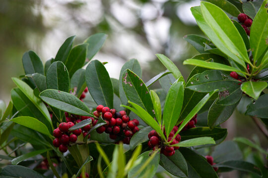 "Florida Holly" Images – Browse 1,413 Stock Photos, Vectors, and Video ...