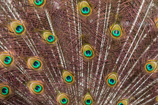 Fan Tail Images – Browse 4,786 Stock Photos, Vectors, and Video | Adobe ...