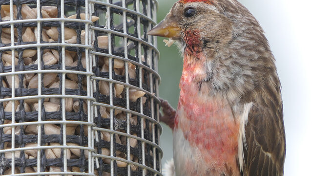 Redpol Bilder – Durchsuchen 110 Archivfotos, Vektorgrafiken und Videos ...