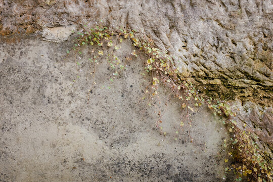 Smooth Cement Texture Images – Browse 69,849 Stock Photos, Vectors, and ...