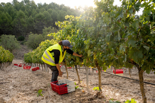 Grapevine Images – Browse 1,295,781 Stock Photos, Vectors, and Video ...