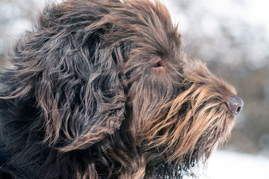 รูปภาพPudelpointer – เลือกดูภาพถ่ายสต็อก เวกเตอร์ และวิดีโอ418 | Adobe ...