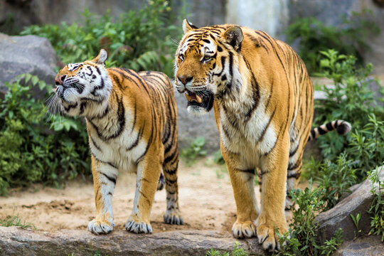 "Eigentliche Grosskatzen" Images – Browse 1,058 Stock Photos, Vectors ...