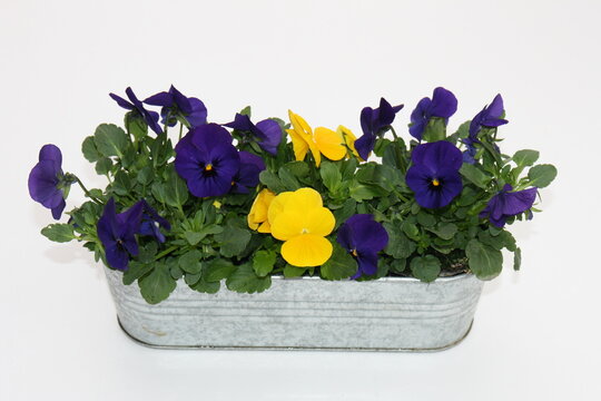 Blechtopf Bilder – Durchsuchen 897 Archivfotos, Vektorgrafiken und ...