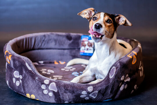 Haustiere Imagens – Procure 19,915 fotos, vetores e vídeos | Adobe Stock