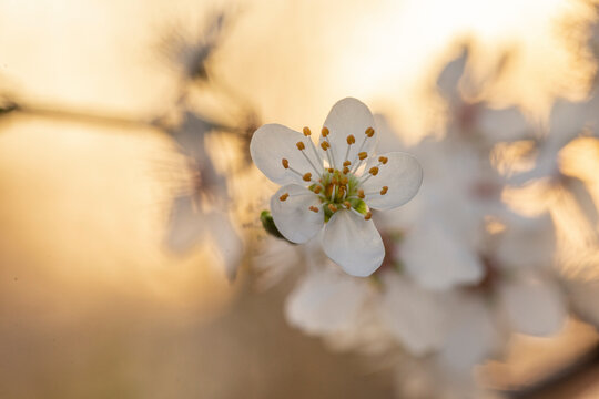 รูปภาพPlum-Tree – เลือกดูภาพถ่ายสต็อก เวกเตอร์ และวิดีโอ1,469 | Adobe Stock