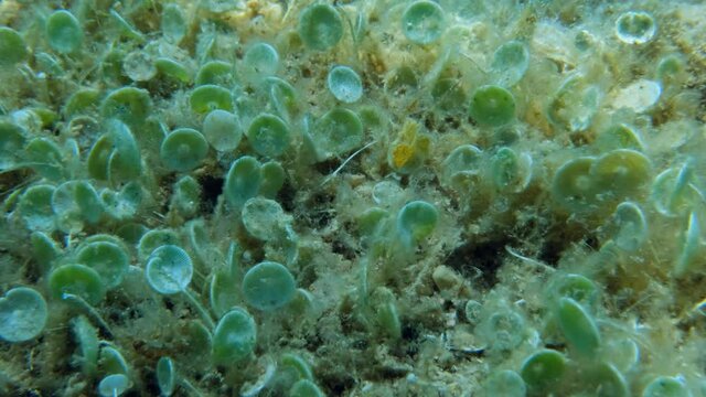 Acetabularia Bilder – Durchsuchen 96 Archivfotos, Vektorgrafiken und ...