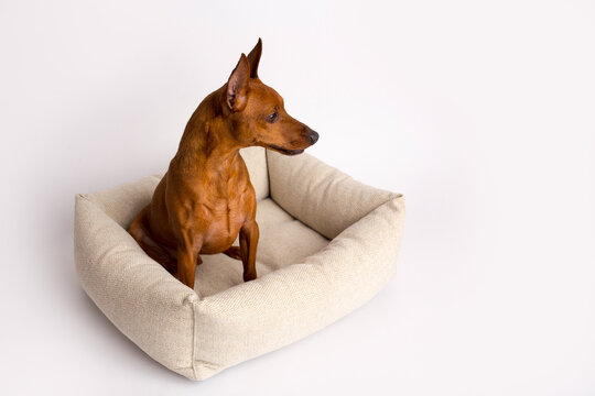 "Dwarf Pincher"-Bilder: Stock-Fotos & -Videos. | Adobe Stock